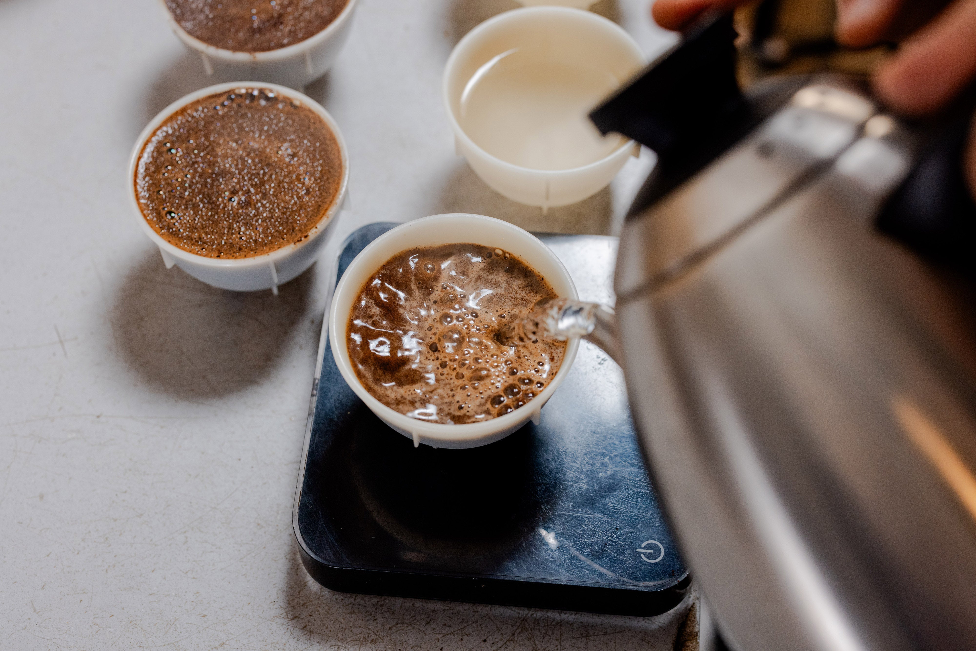 Offshoot Public Cupping 27th March – Offshoot Coffee