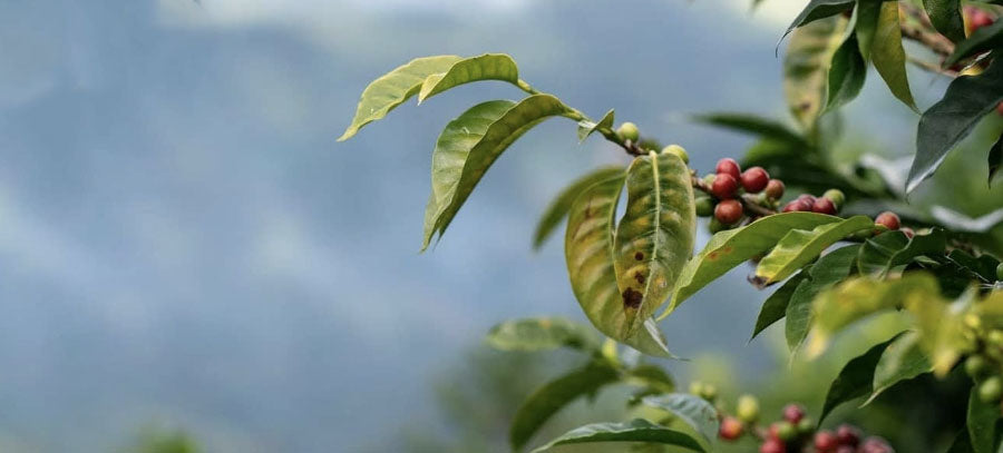 Offshoot Coffee | Exclusive and Rare Specialty Coffee