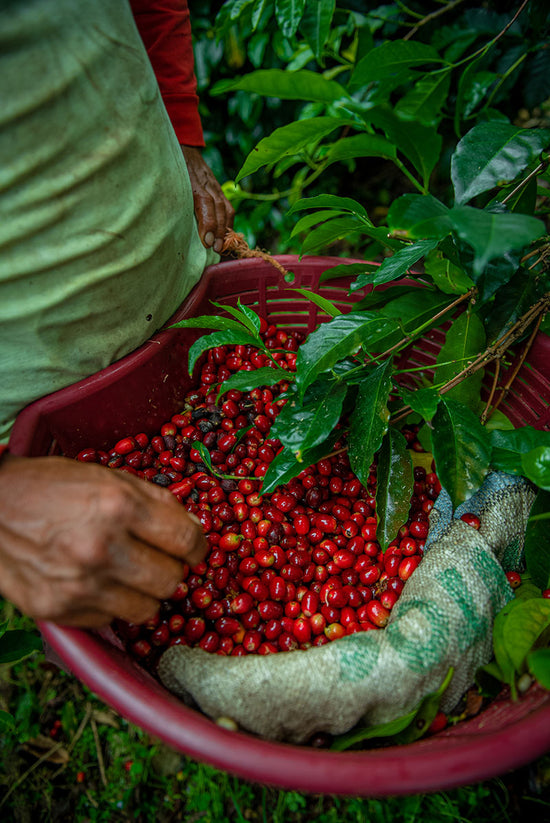 Offshoot Coffee | Exclusive and Rare Specialty Coffee