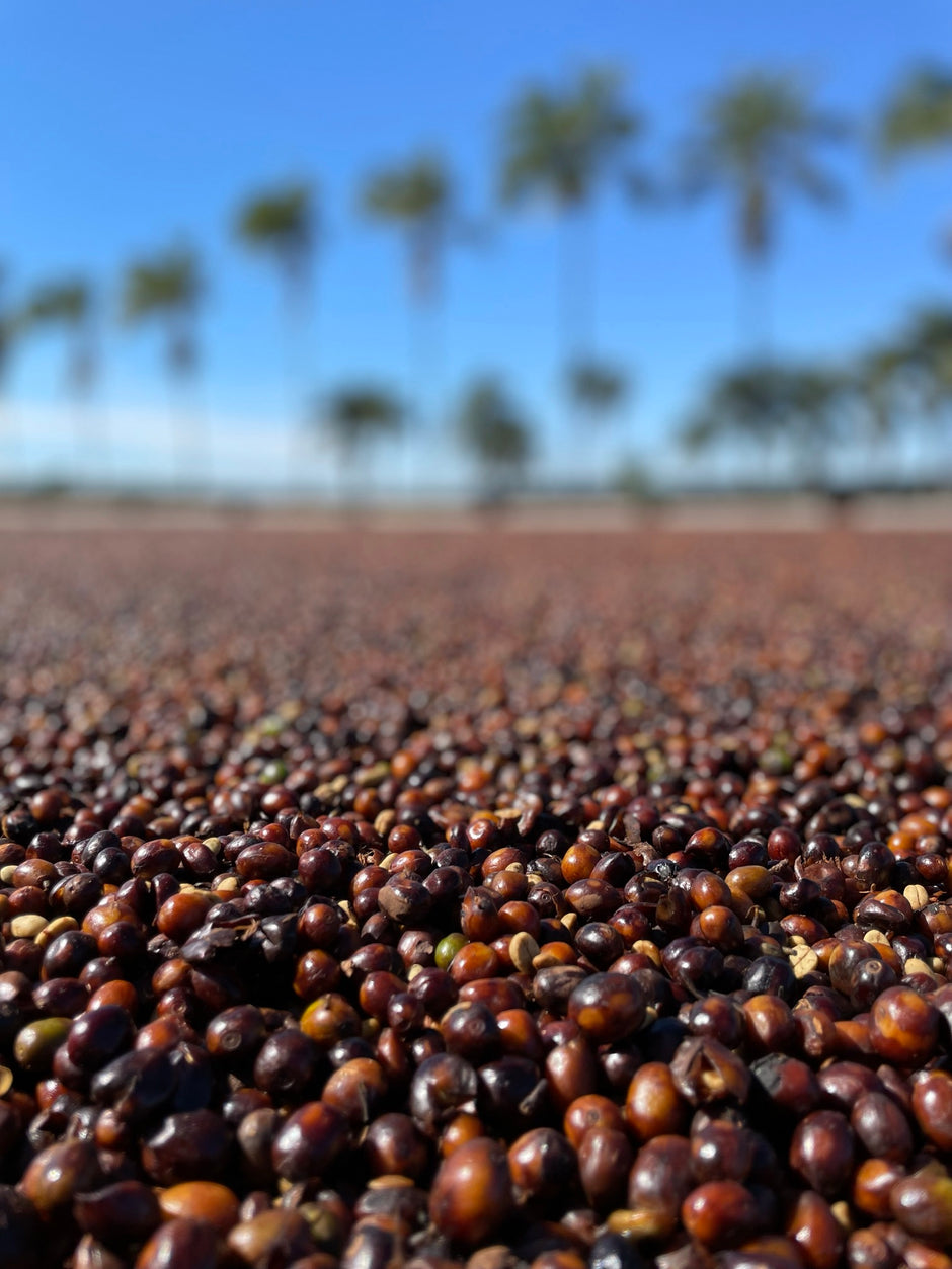 Offshoot Coffee | Espresso Collection