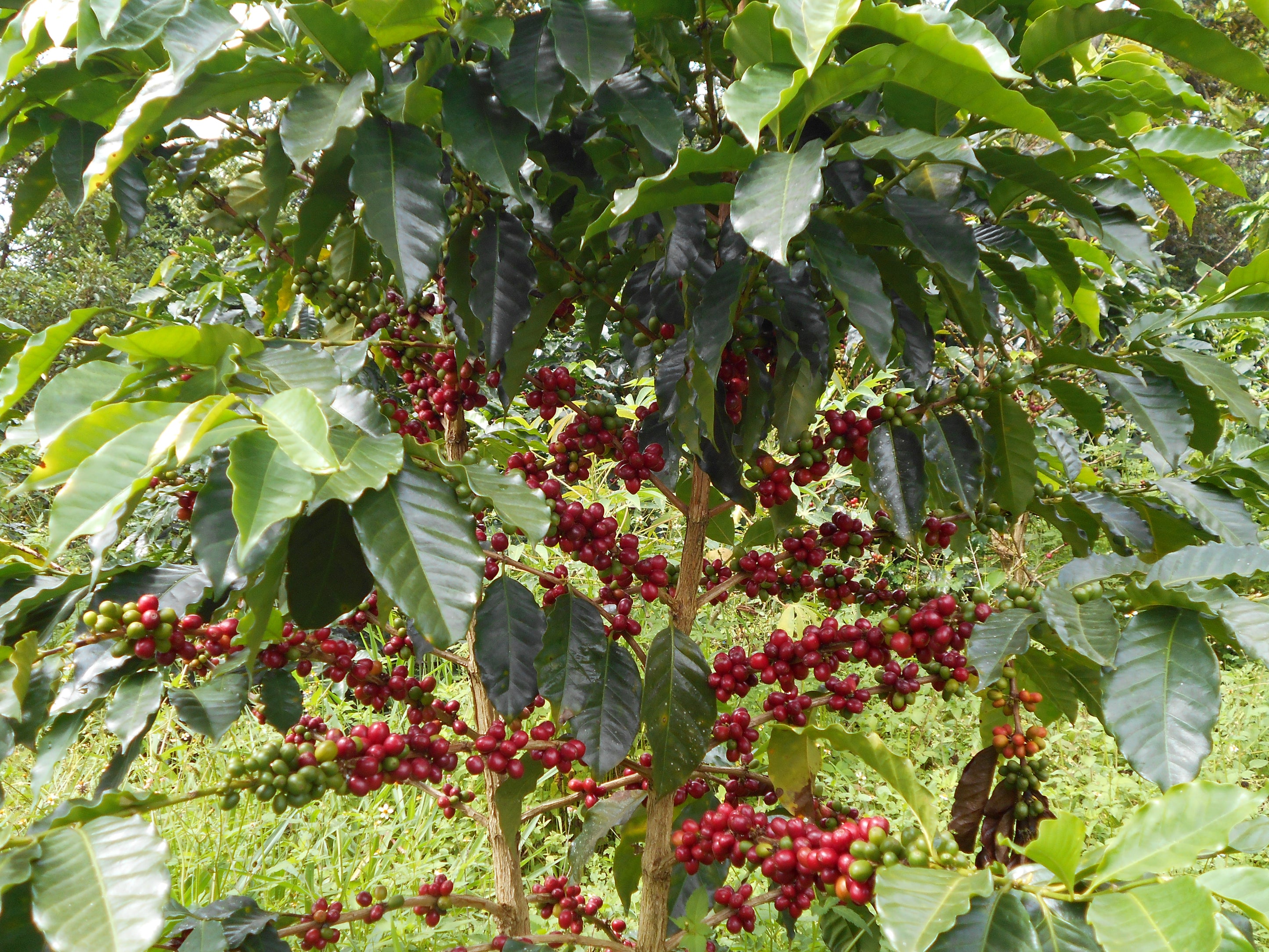 Offshoot Coffee | Exclusive and Rare Specialty Coffee