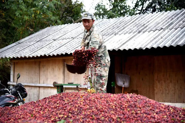 Slope - Purple Caturra - China - Filter Coffee - Washed K72 - Offshoot ...