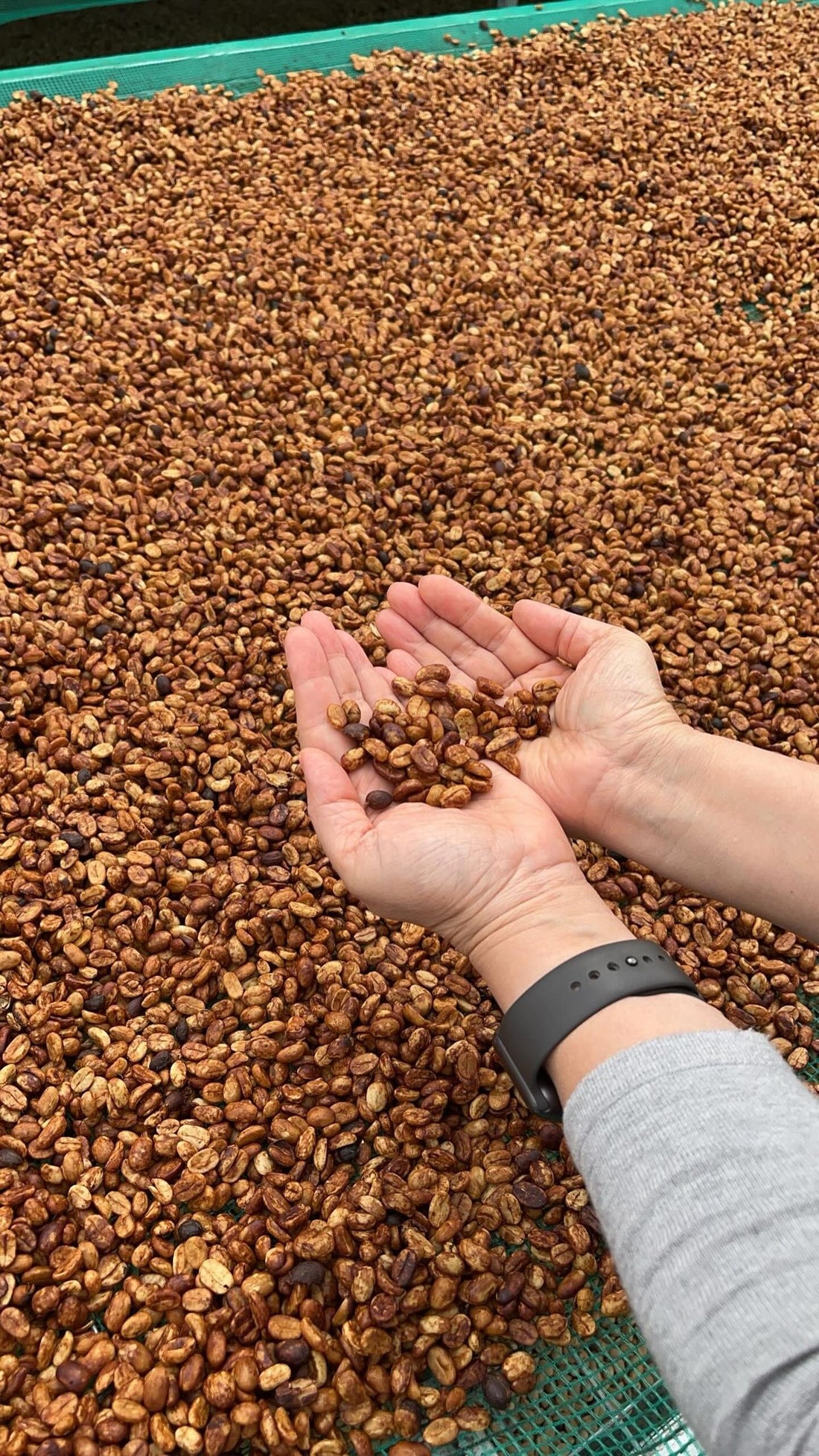 Offshoot Coffee | Exclusive and Rare Specialty Coffee