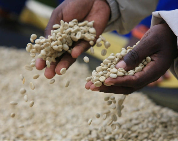 Mushaka- Rwanda - Filter Coffee - Washed - Offshoot Coffee