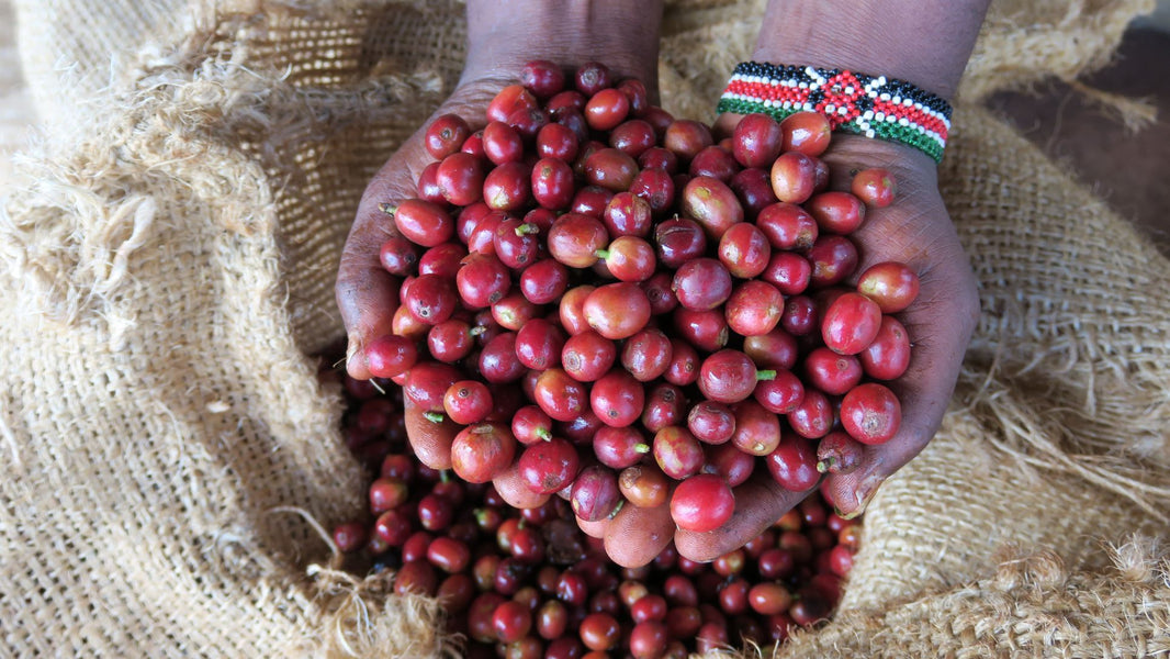 Offshoot Coffee | Filter Coffee Collection